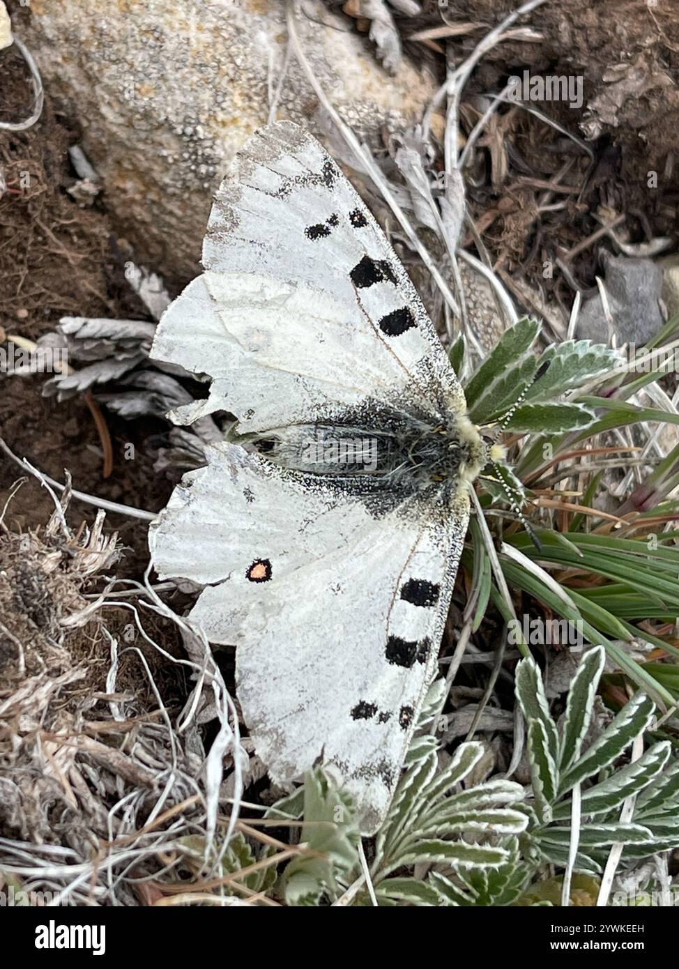 Rocky Mountain Parnassian (Parnassius smintheus Stock Photo - Alamy
