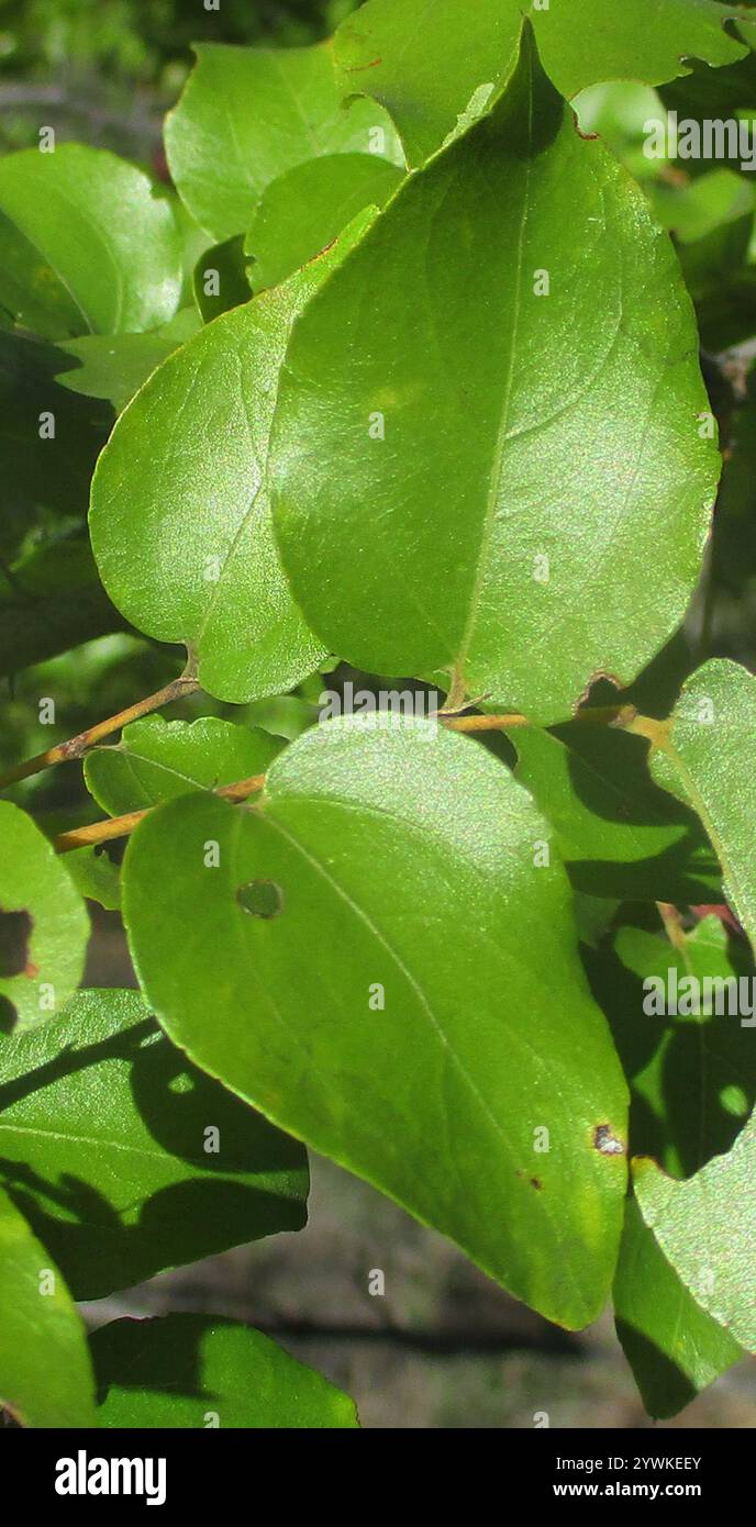 buffalo-thorn (Ziziphus mucronata Stock Photo - Alamy