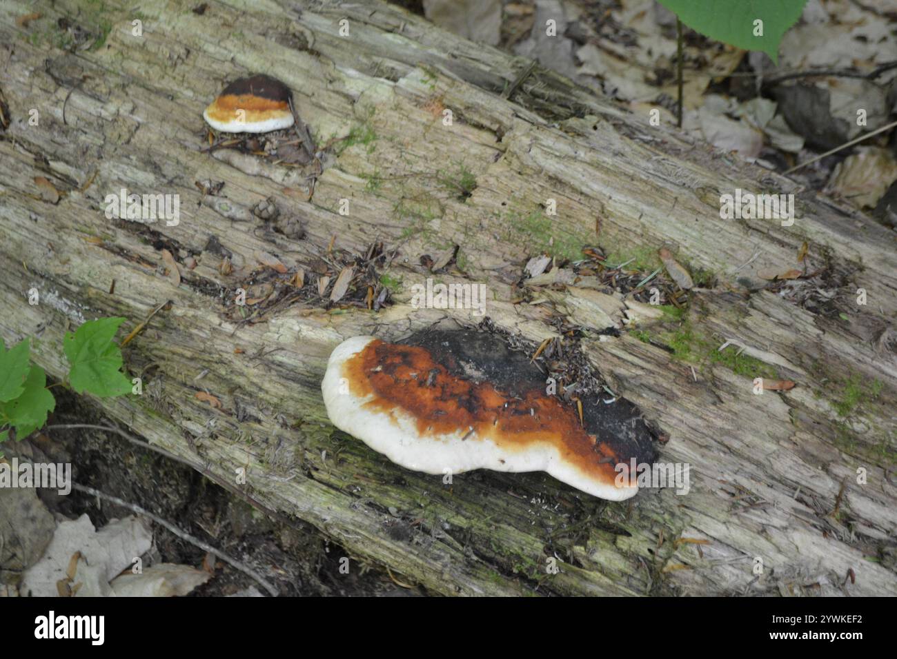 Northern Red Belt (Fomitopsis mounceae Stock Photo - Alamy