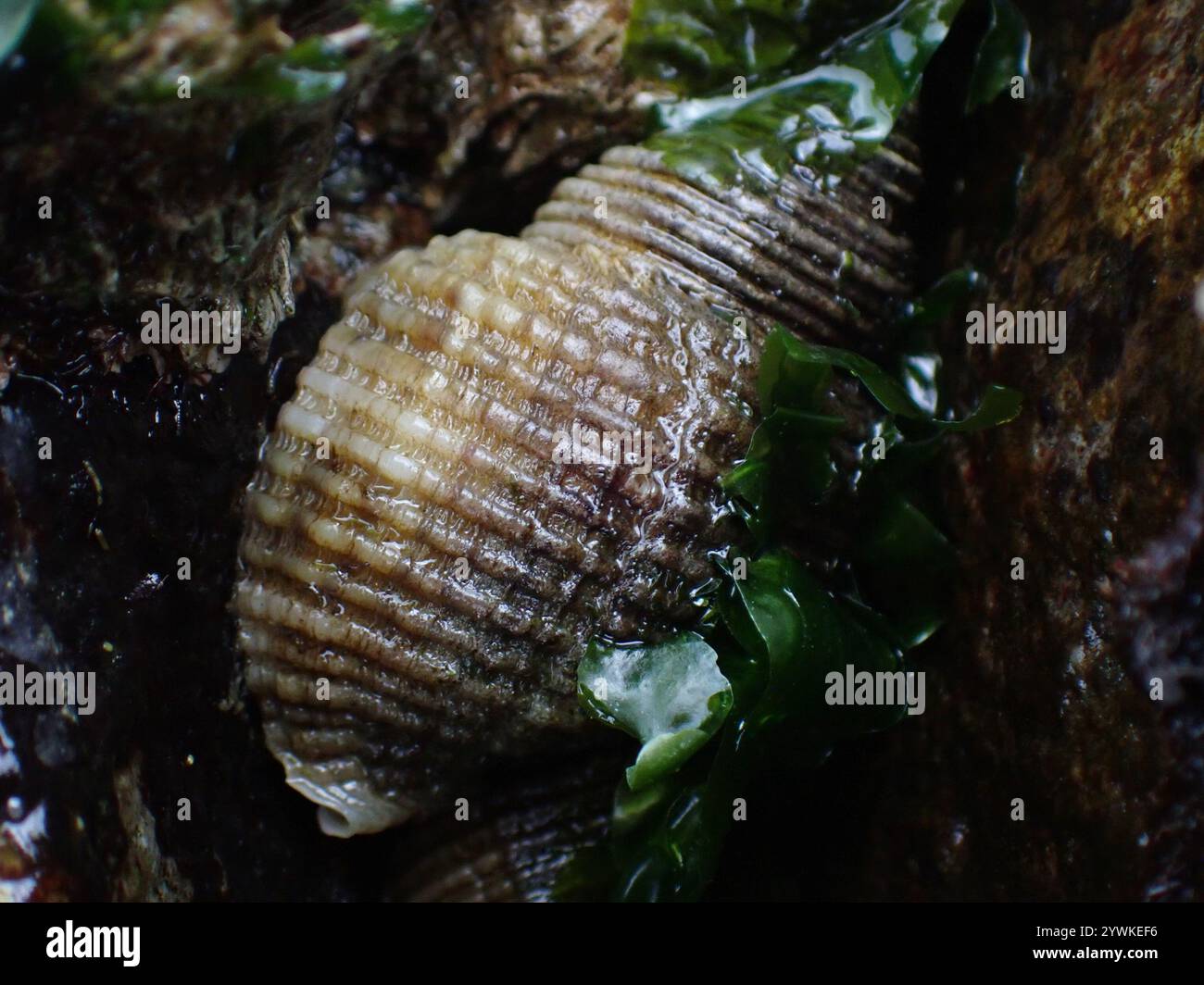 Channeled Dog Winkle (Nucella canaliculata Stock Photo - Alamy