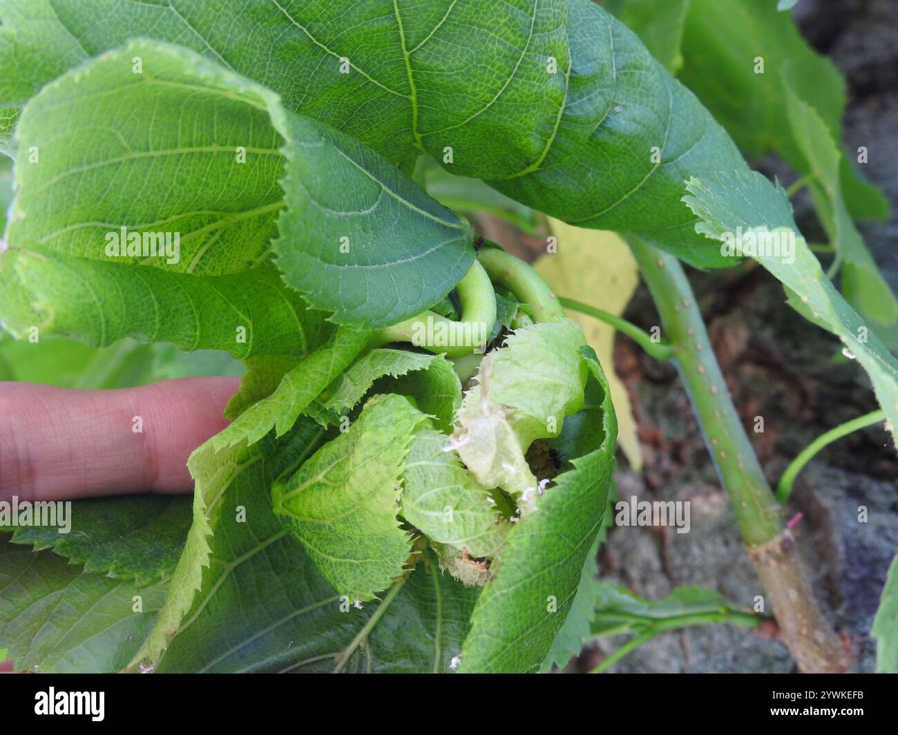 Lime Leaf-nest Aphid (Patchiella reaumuri Stock Photo - Alamy
