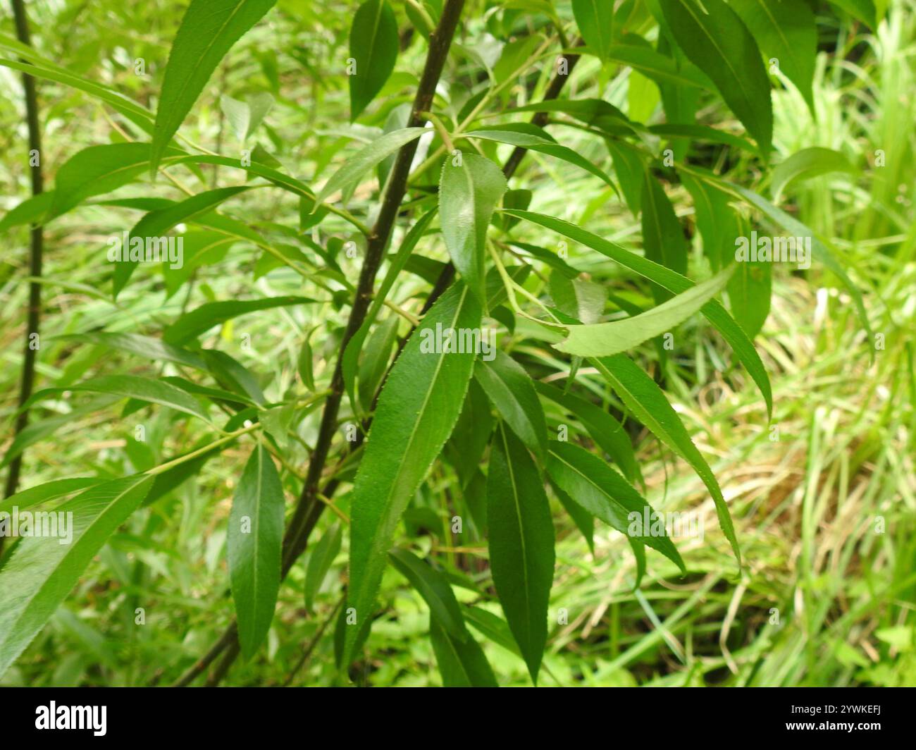 true willows (Salix Stock Photo - Alamy
