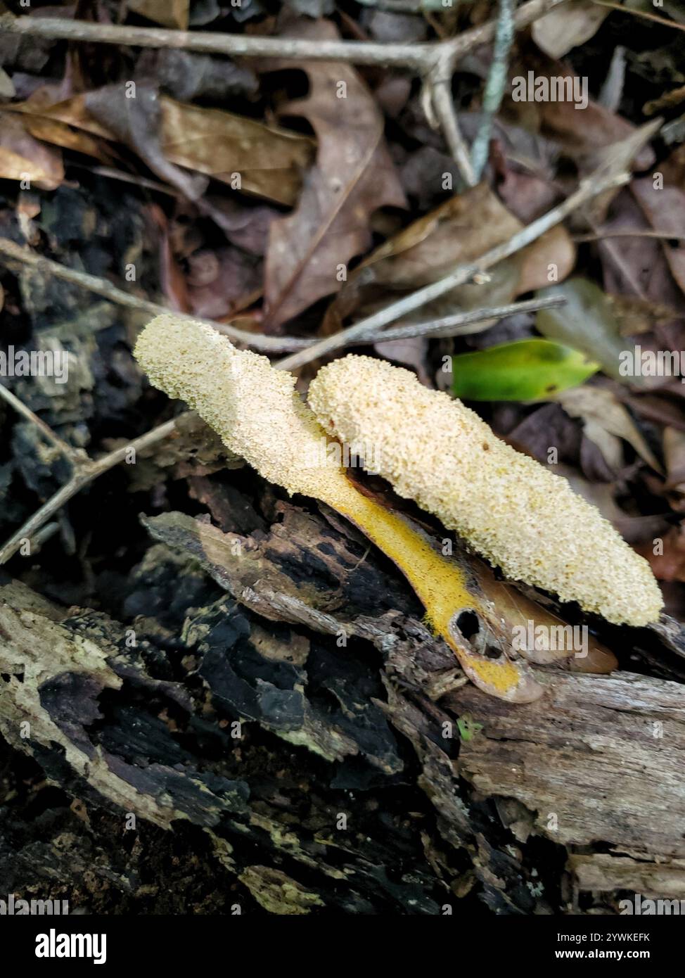Dog Vomit Slime Mold (Fuligo septica Stock Photo - Alamy
