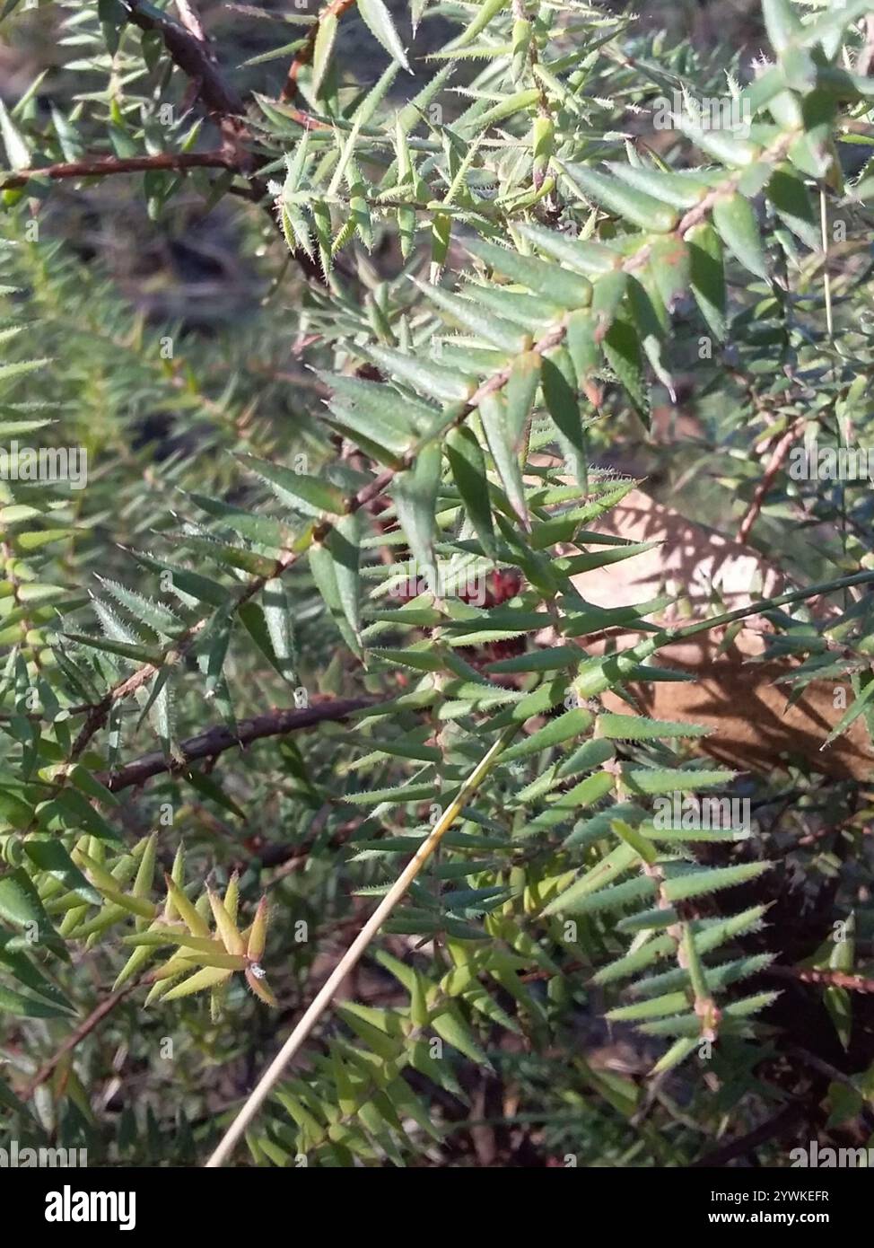 Mount Lofty Ground-berry (Acrotriche fasciculiflora Stock Photo - Alamy