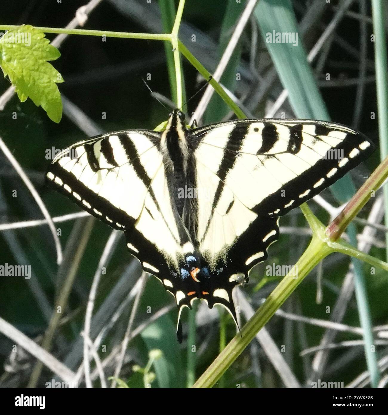 Western Tiger Swallowtail (Papilio rutulus Stock Photo - Alamy