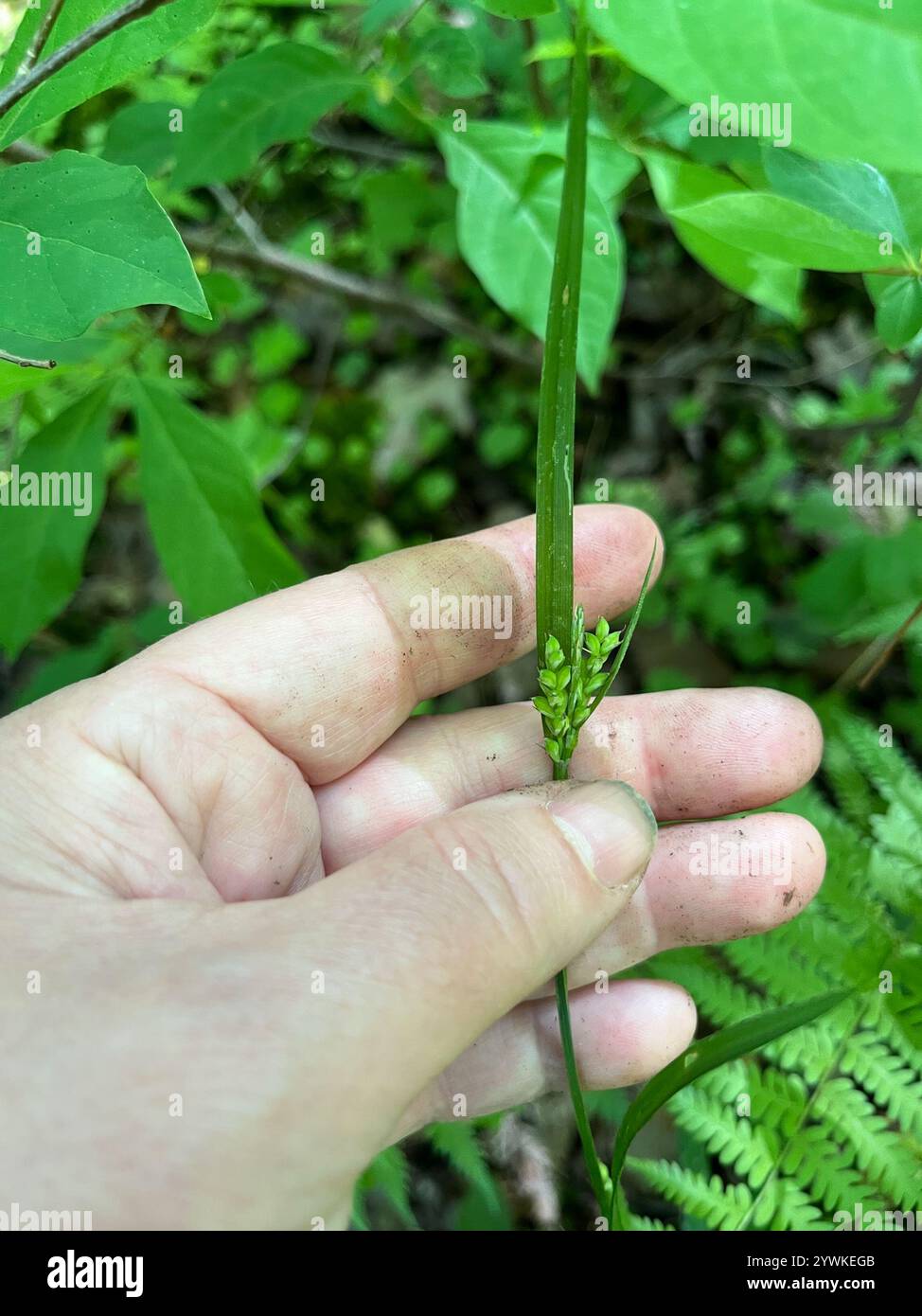 Carex sect. Paniceae (Paniceae Stock Photo - Alamy