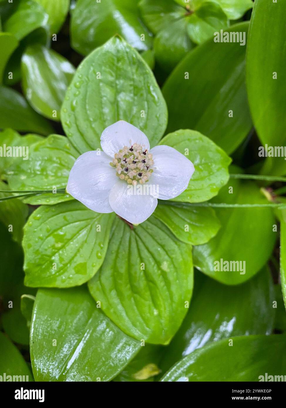 Canadian bunchberry (Cornus canadensis Stock Photo - Alamy