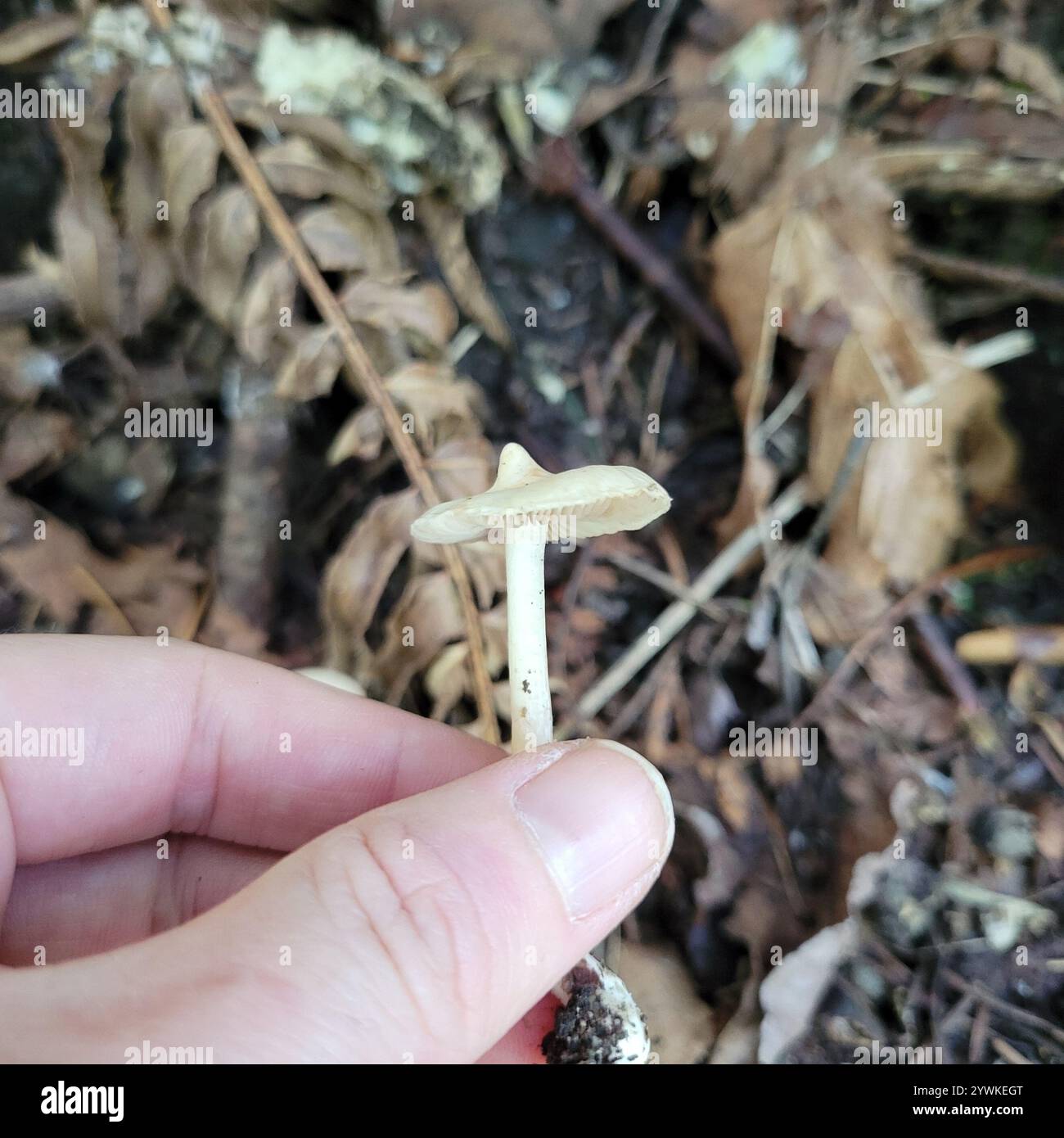 White Fibrecap (Inocybe geophylla Stock Photo - Alamy