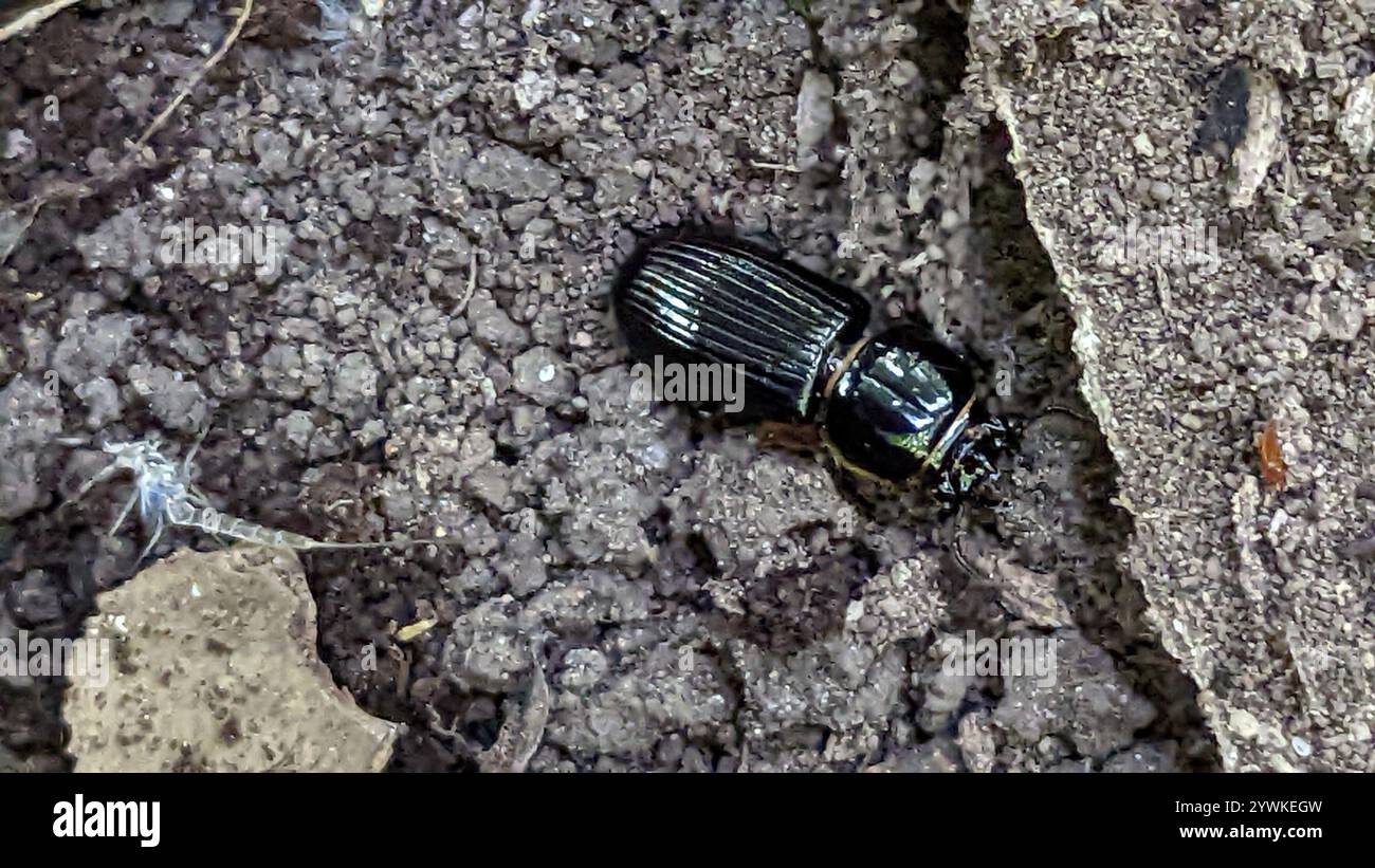 Horned Passalus Beetle (Odontotaenius disjunctus Stock Photo - Alamy