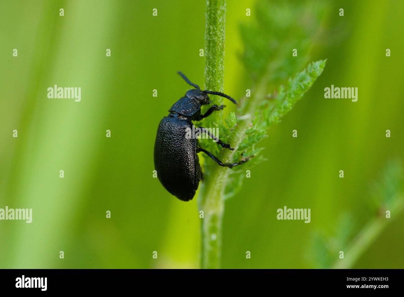 black-punctured leaf beetle (Galeruca tanaceti Stock Photo - Alamy