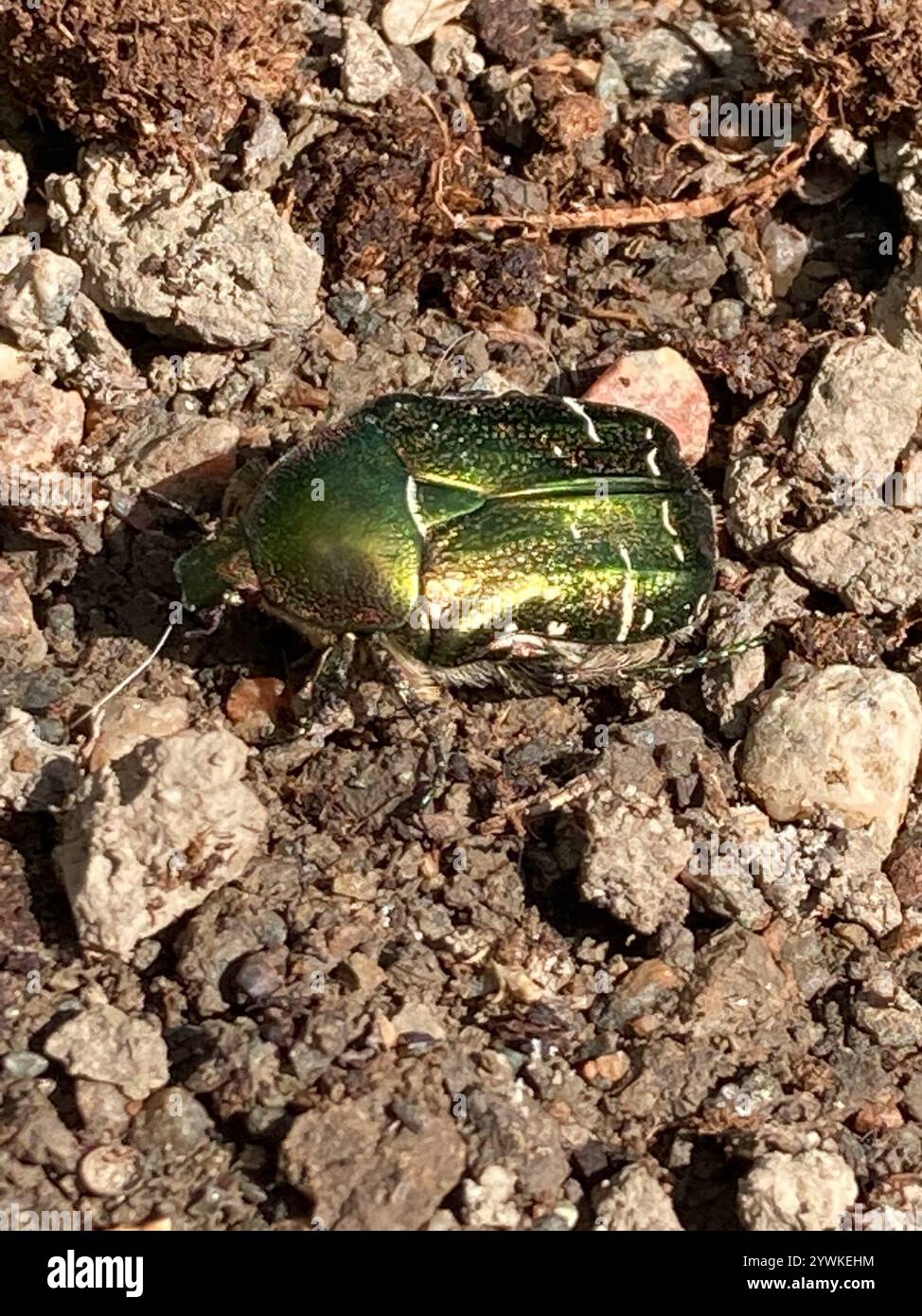 European Rose Chafer (Cetonia aurata Stock Photo - Alamy