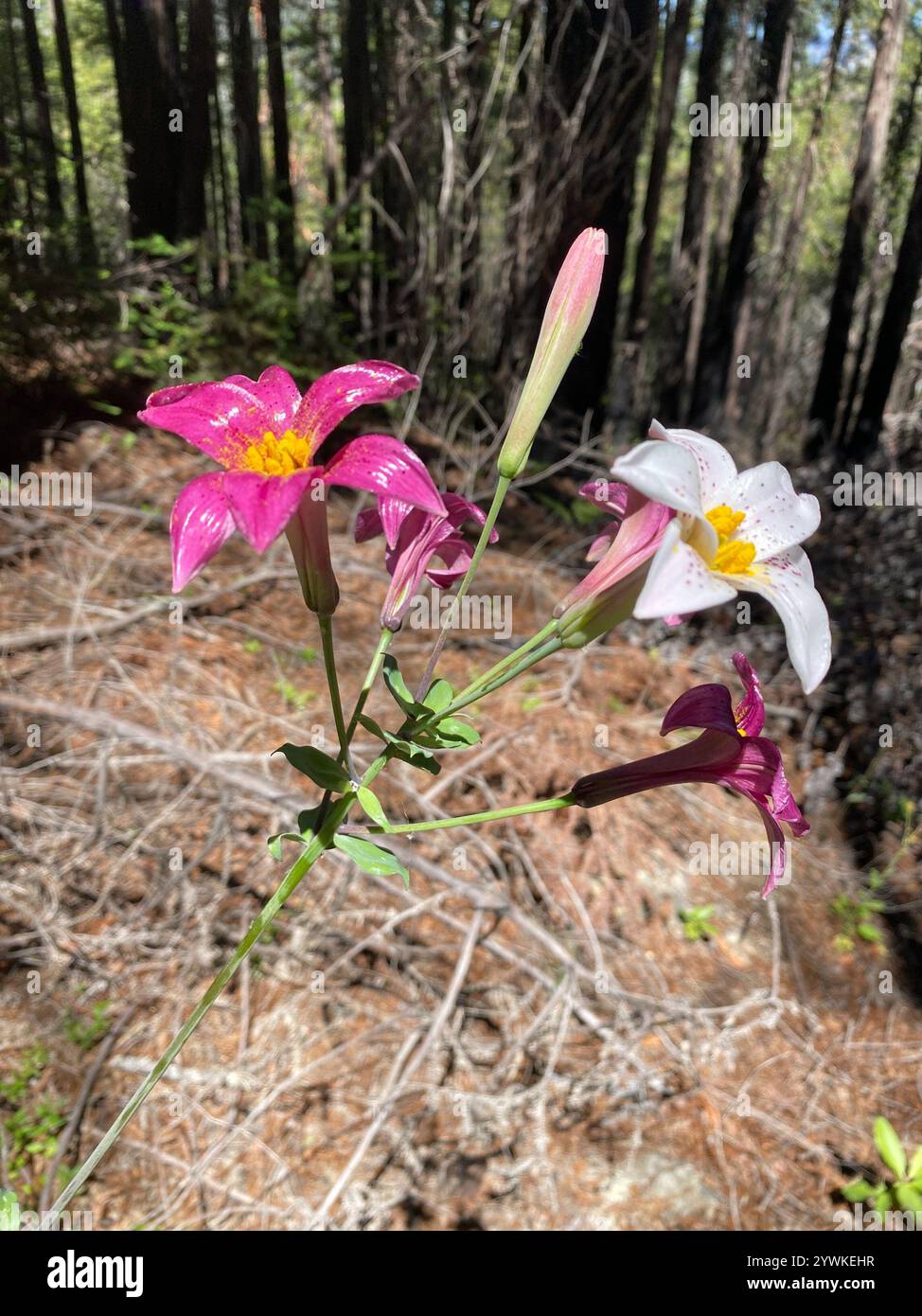Lilium rubescens hi-res stock photography and images - Alamy