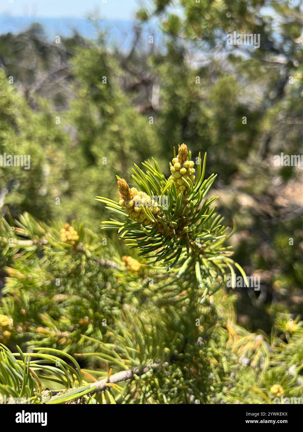 Colorado Pinyon (Pinus edulis Stock Photo - Alamy