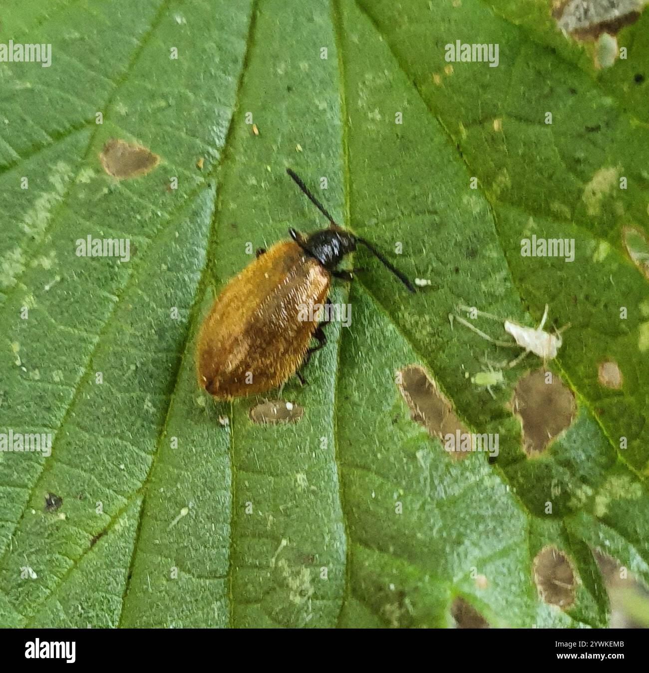Rough-haired Lagria Beetle (Lagria hirta Stock Photo - Alamy