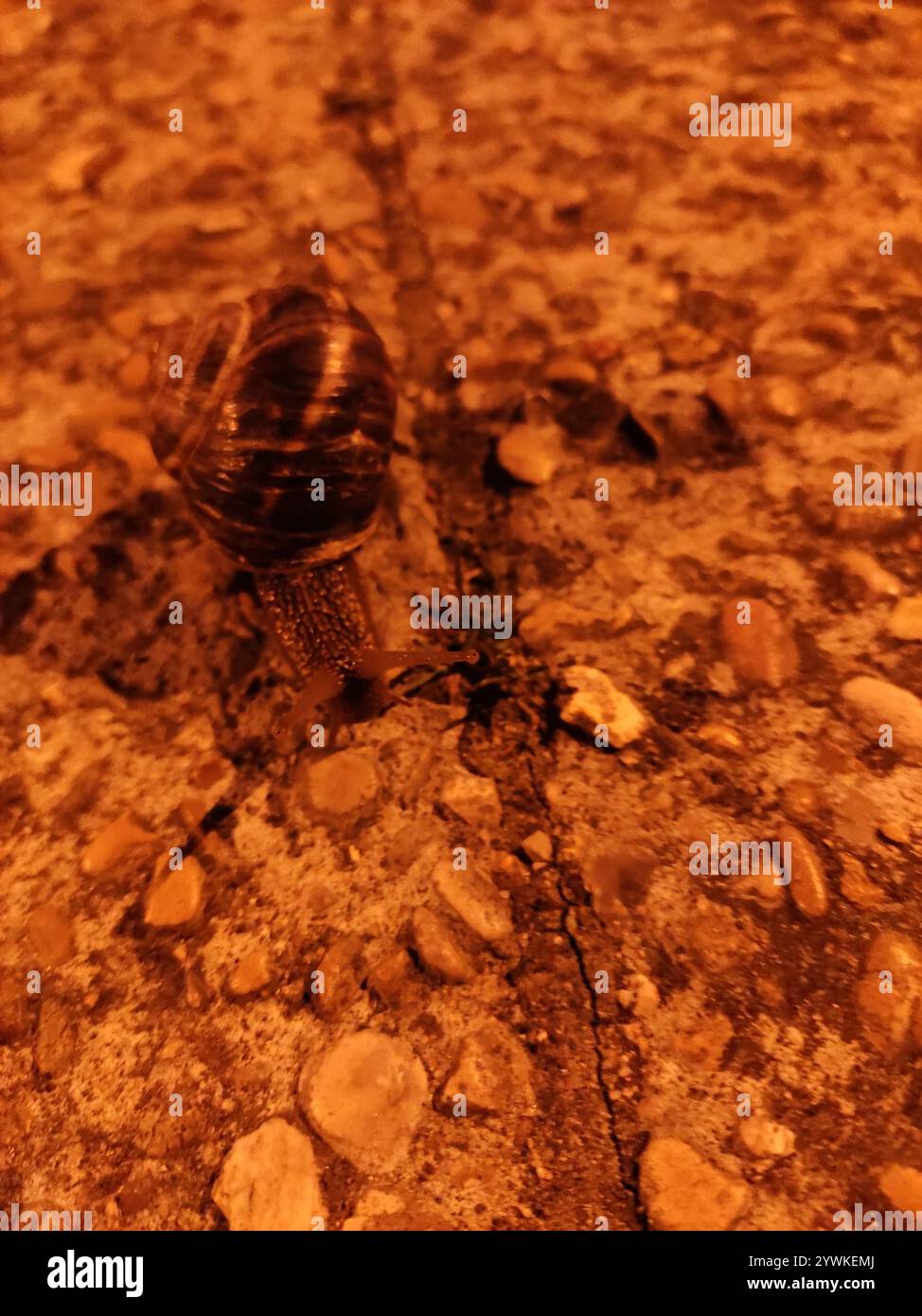 Turkish snail hi-res stock photography and images - Alamy