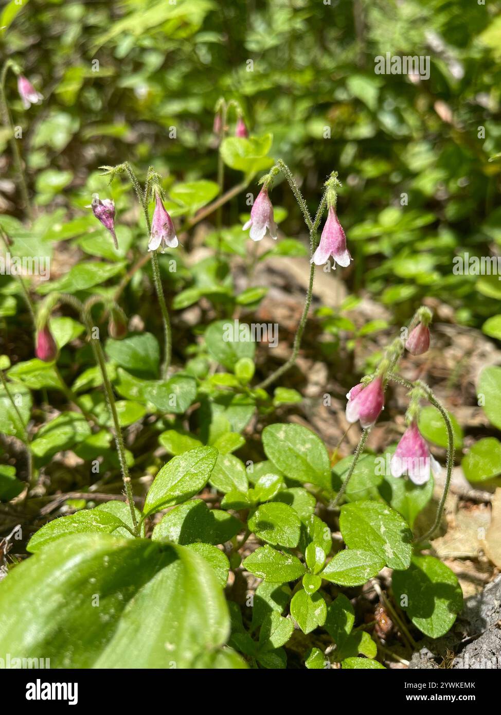 Twinflower (Linnaea borealis Stock Photo - Alamy