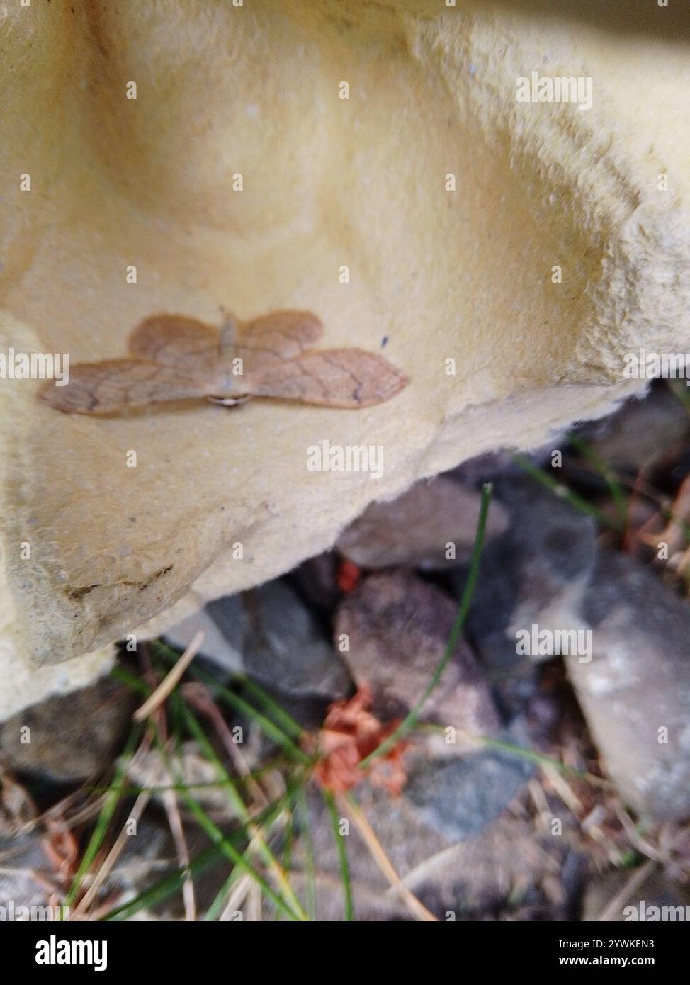 Riband Wave (Idaea aversata Stock Photo - Alamy