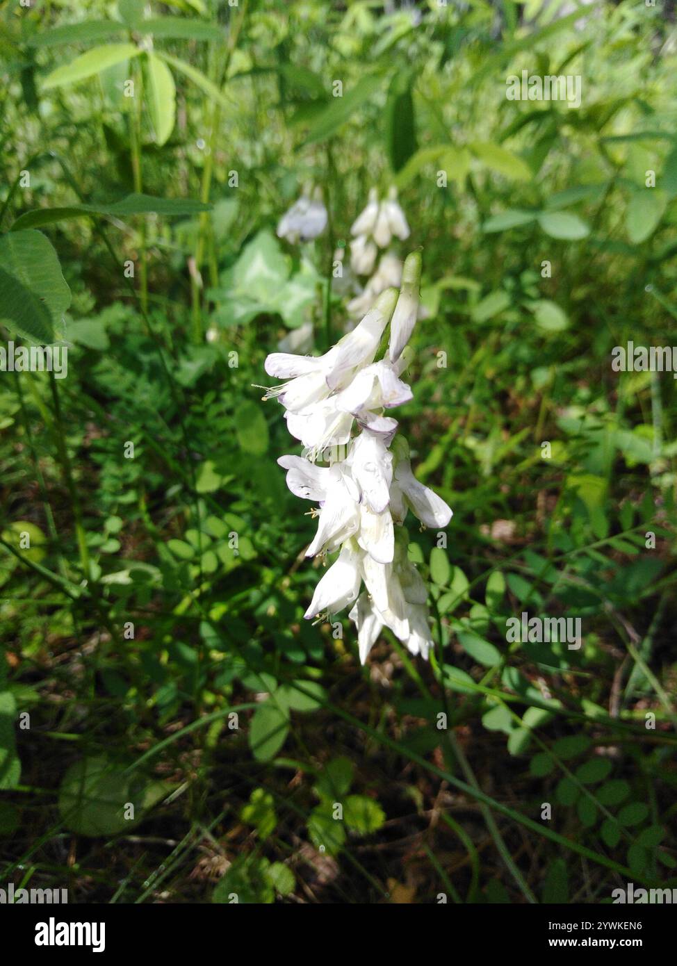 Wood Vetch (Vicia sylvatica Stock Photo - Alamy