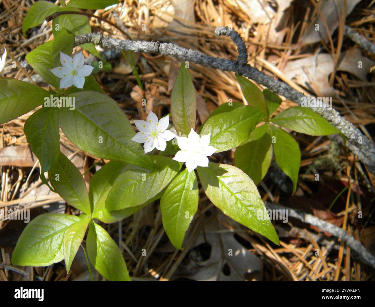 northern starflower (Lysimachia borealis Stock Photo - Alamy