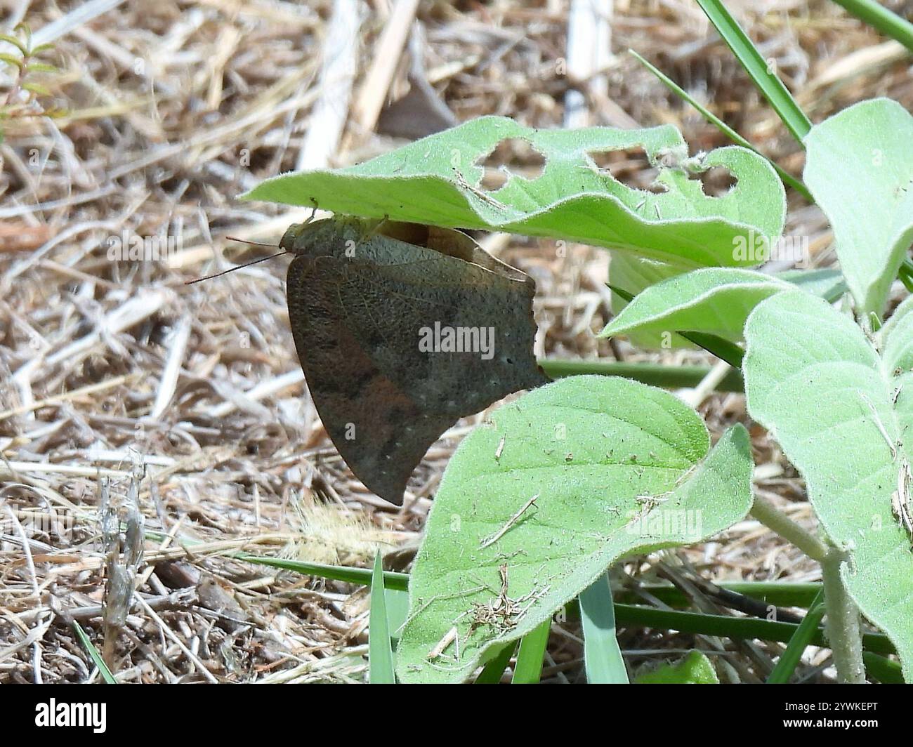 Goatweed Leafwing (Anaea andria Stock Photo - Alamy