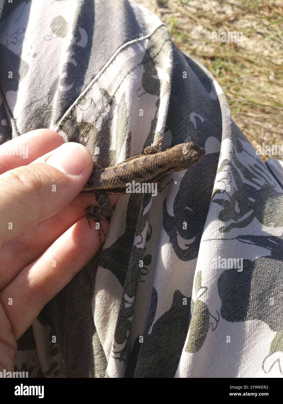 Florida Scrub Lizard (Sceloporus woodi Stock Photo - Alamy