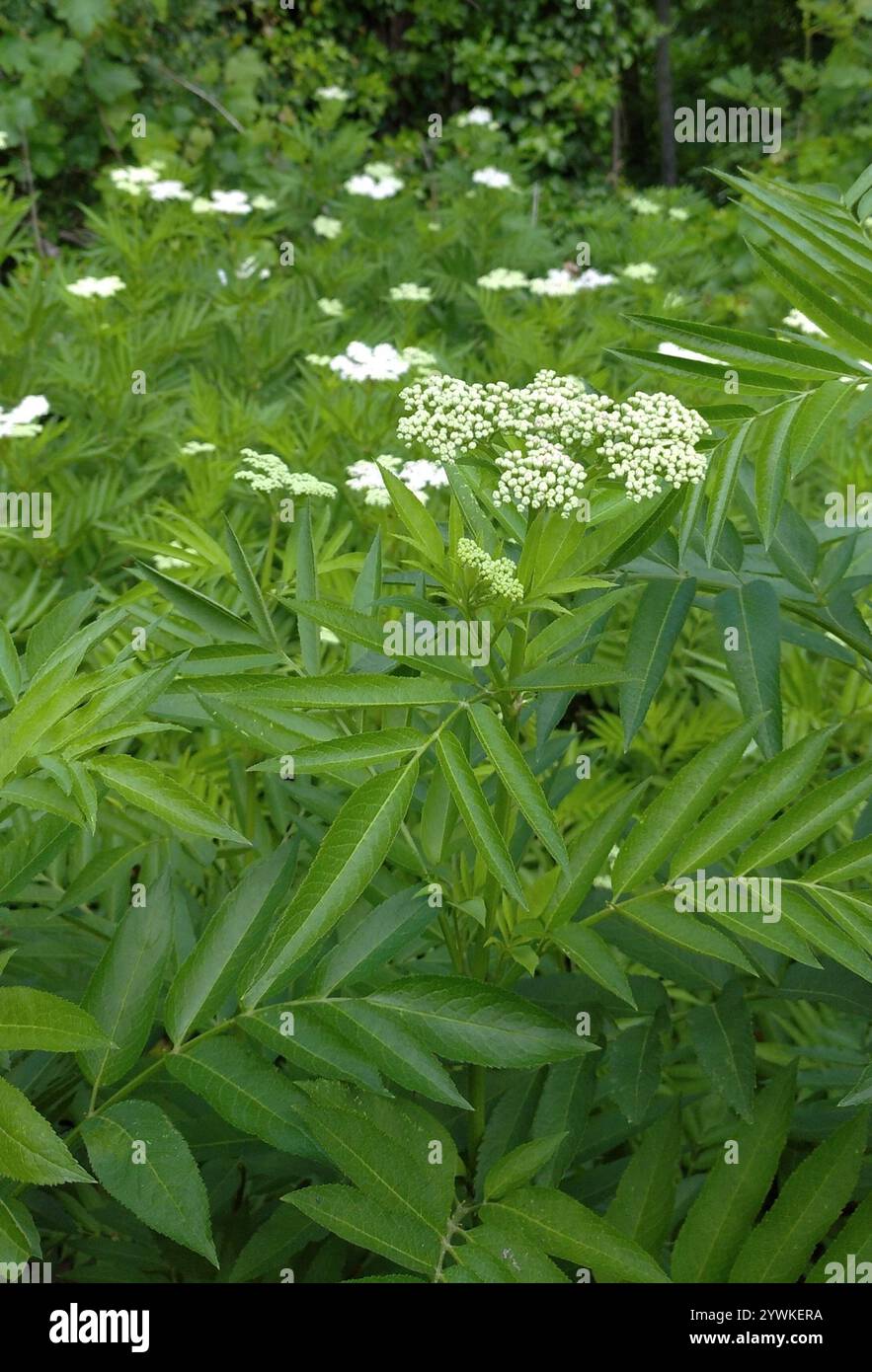 Dwarf Elder (Sambucus ebulus Stock Photo - Alamy