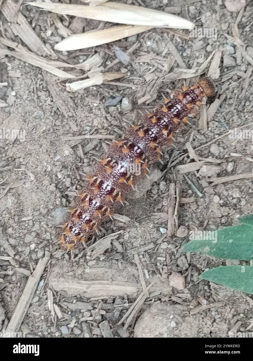 Spotted Fritillary (Melitaea didyma Stock Photo - Alamy