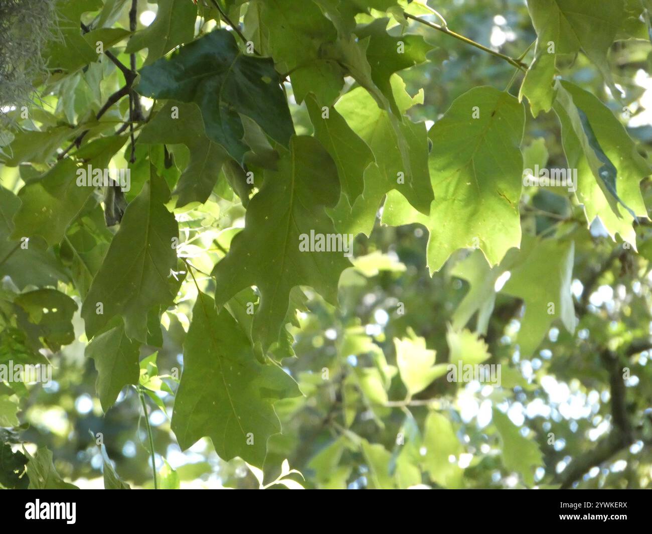southern red oak (Quercus falcata Stock Photo - Alamy