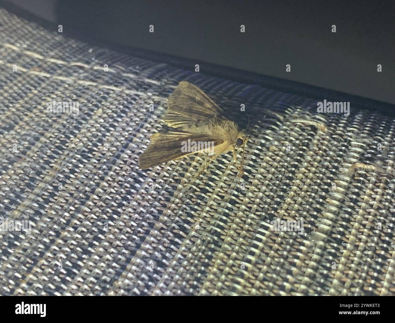 Cutworms and Dart Moths (Noctuinae Stock Photo - Alamy
