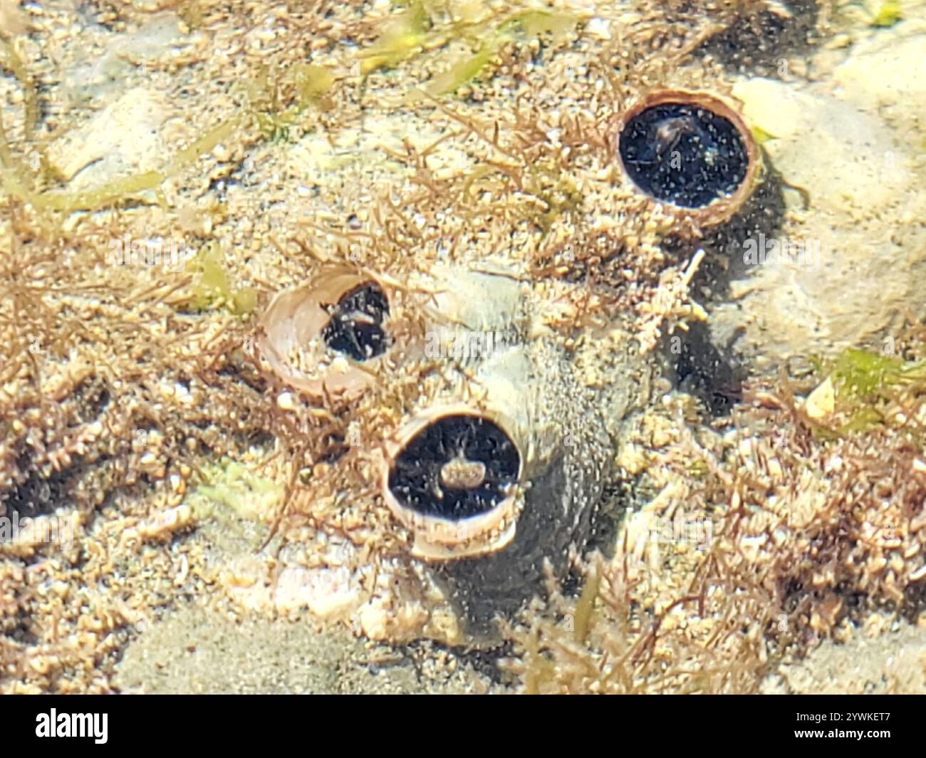 Vermetidae hi-res stock photography and images - Alamy