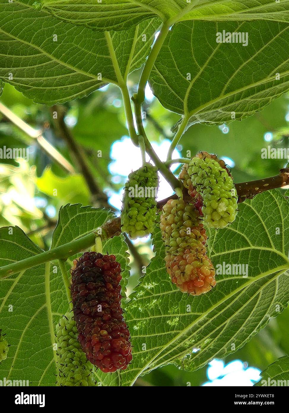 red mulberry (Morus rubra Stock Photo - Alamy