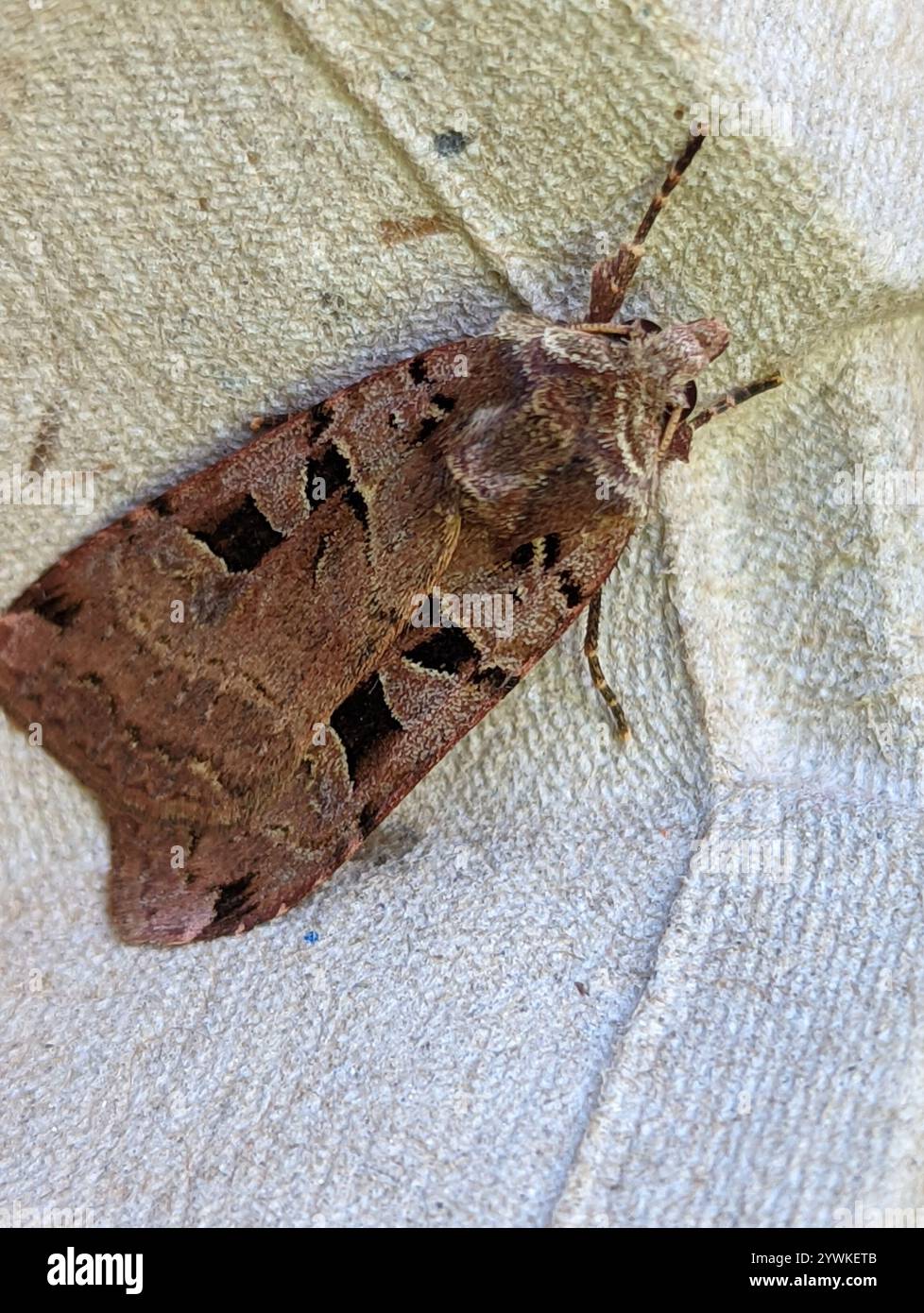 Double Square-spot (Xestia triangulum Stock Photo - Alamy