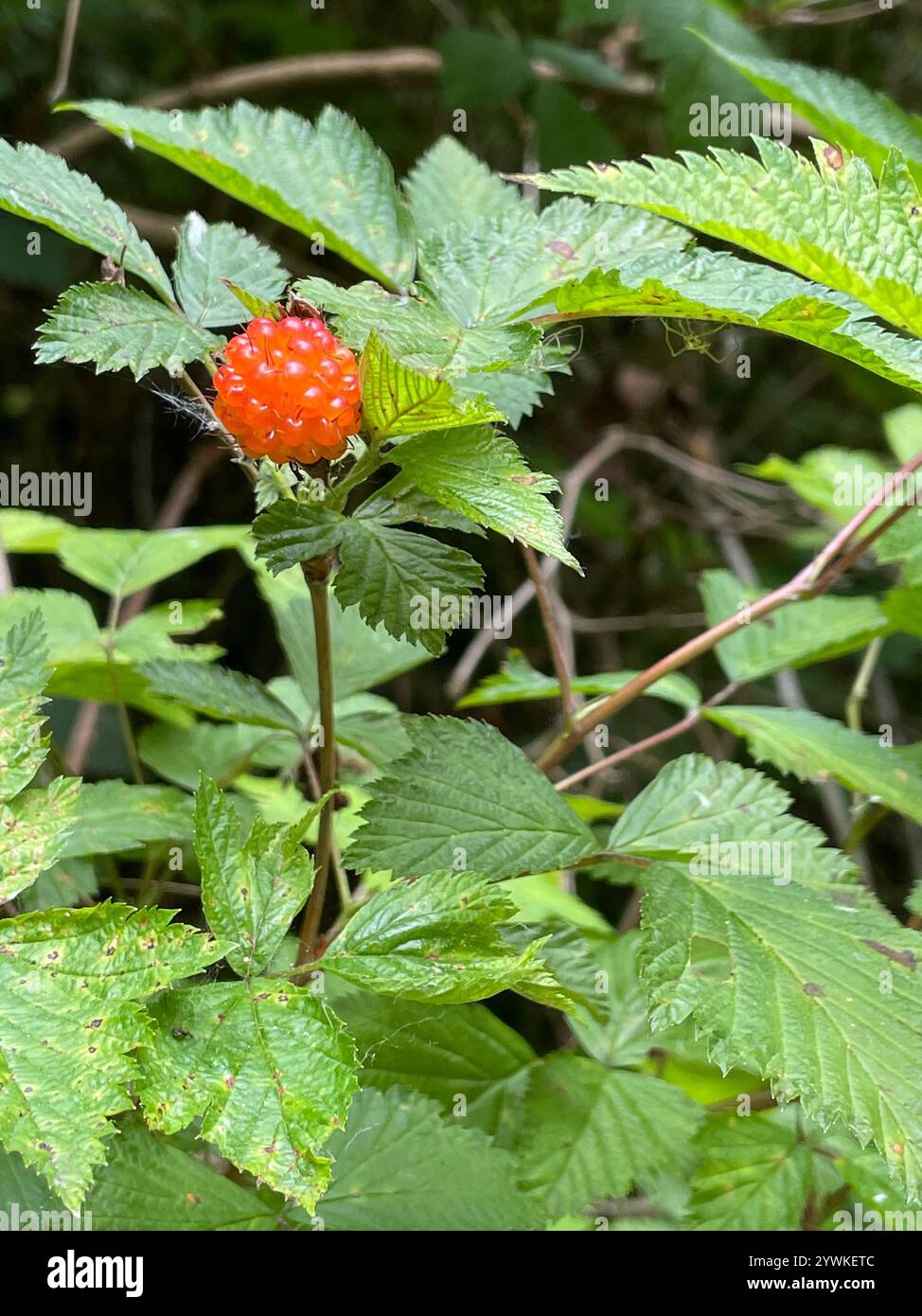 Salmonberry (Rubus spectabilis Stock Photo - Alamy