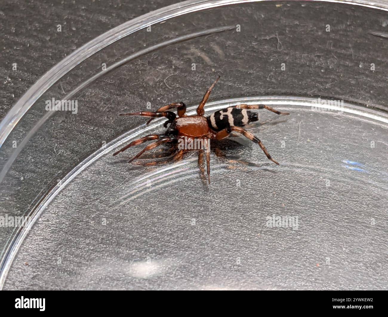 Variegated Ground Spider (Sergiolus capulatus Stock Photo - Alamy