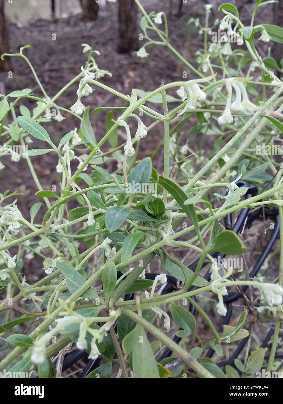 Small-leaved Clematis (Clematis microphylla Stock Photo - Alamy
