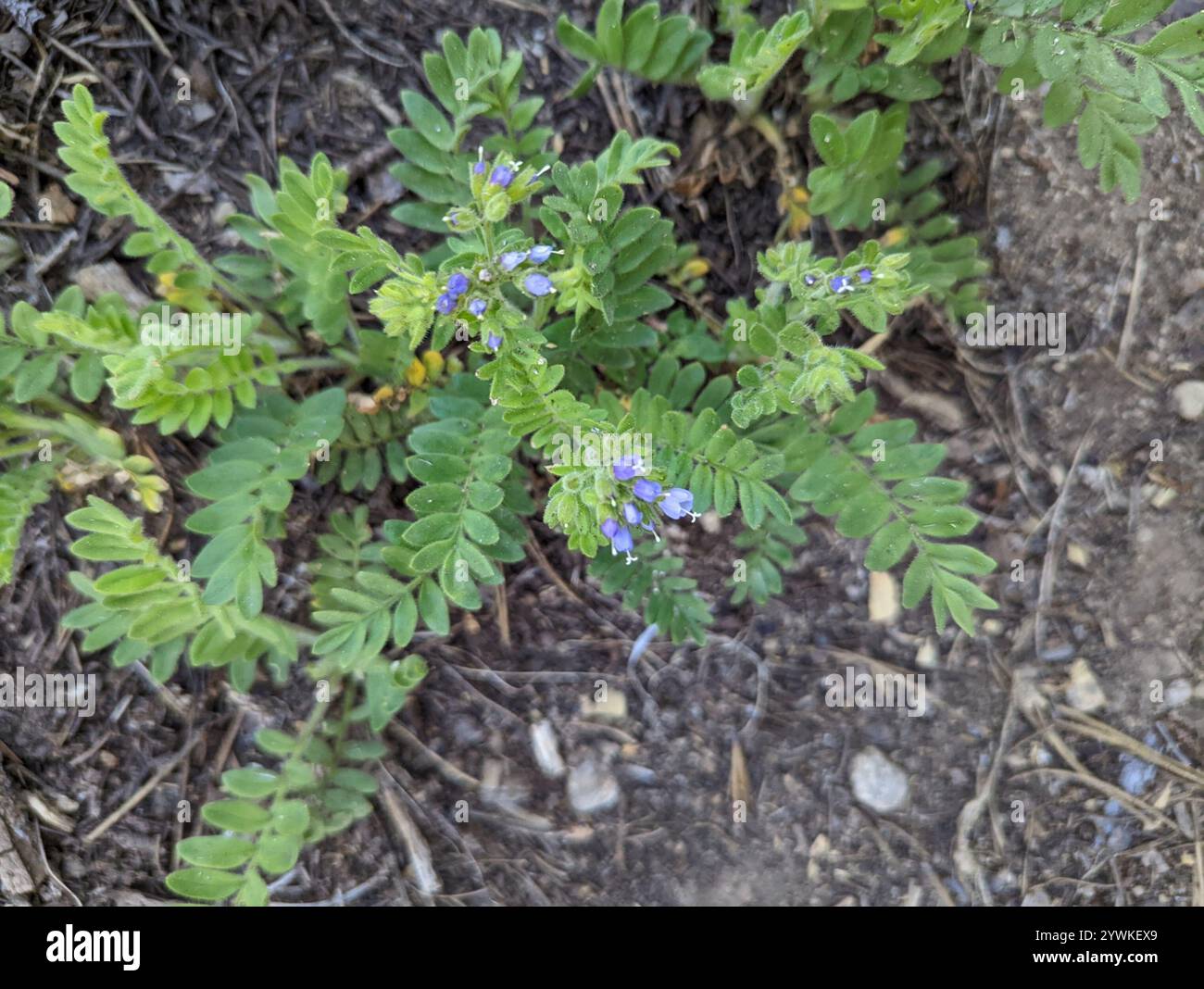 California Jacob's ladder (Polemonium californicum Stock Photo - Alamy