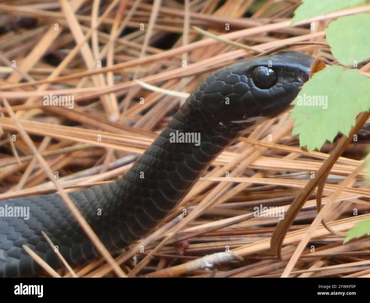 North American Racer (Coluber constrictor Stock Photo - Alamy