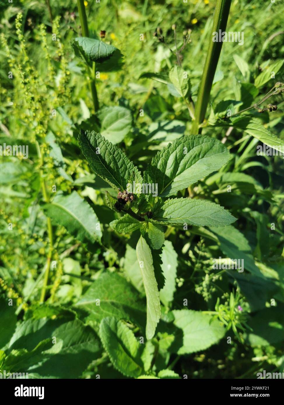 Water Figwort (Scrophularia auriculata Stock Photo - Alamy
