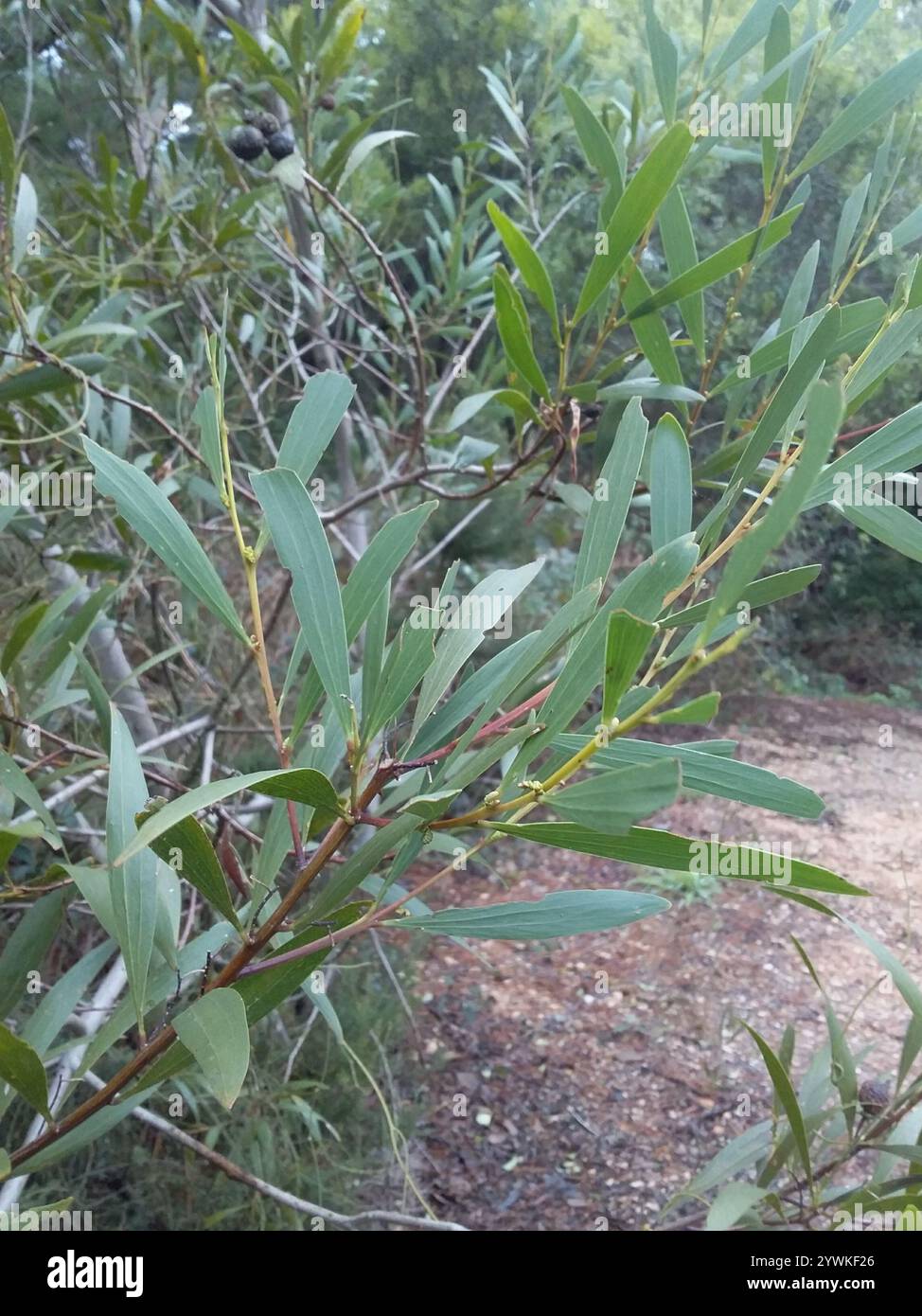 Golden Rods (Acacia longifolia longifolia Stock Photo - Alamy