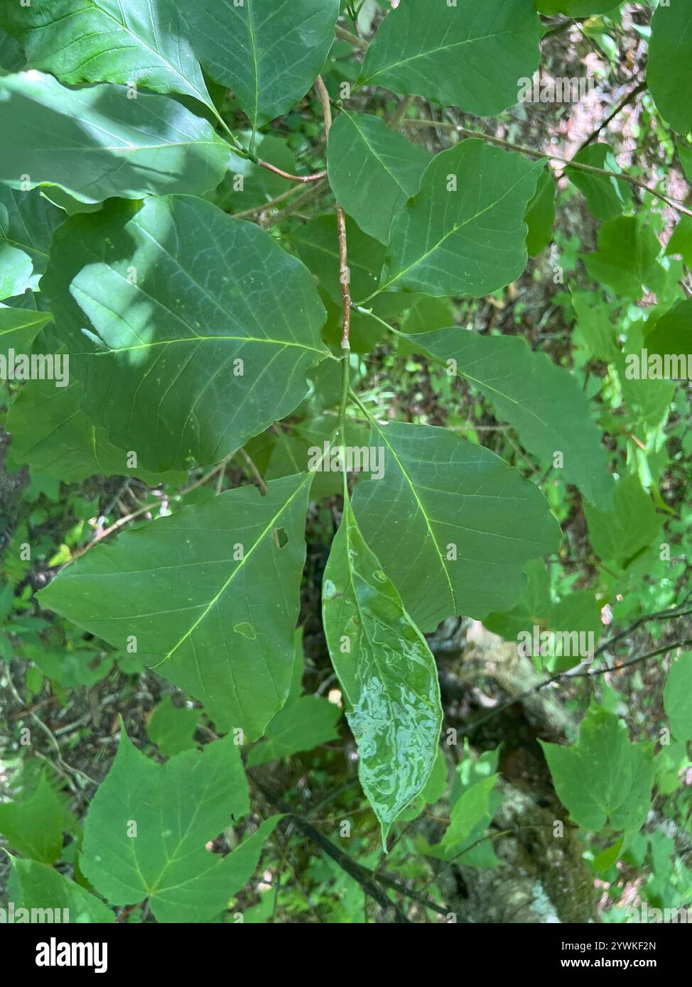 (Magnolia acuminata acuminata Stock Photo - Alamy