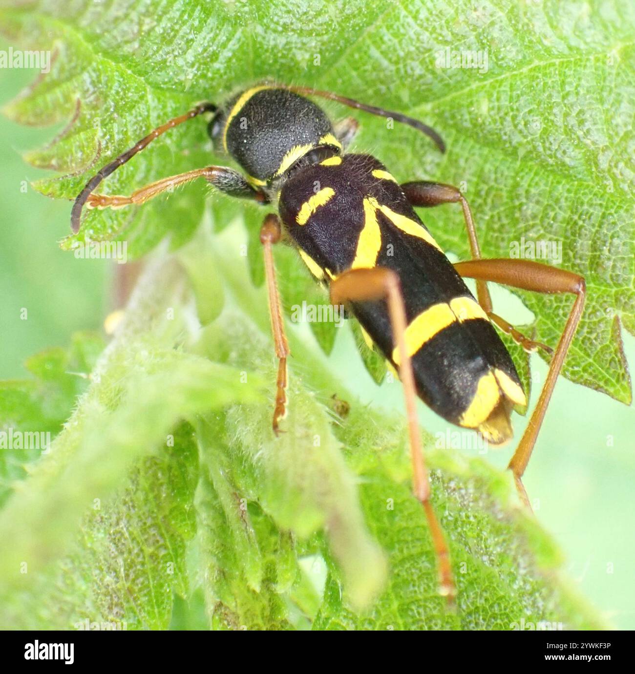 Wasp Beetle (Clytus arietis Stock Photo - Alamy