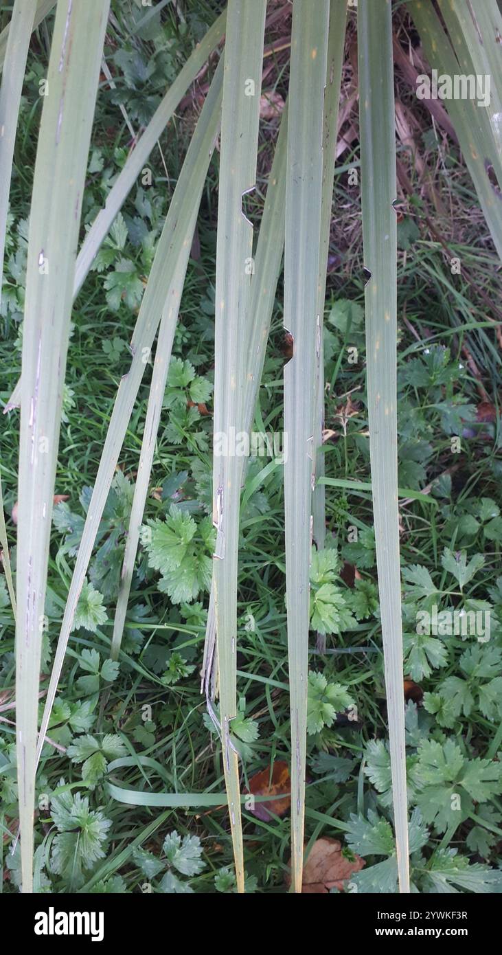 Cabbage tree moth (Epiphryne verriculata Stock Photo - Alamy