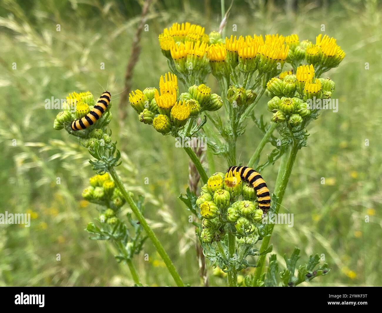 Cinnabar moth (Tyria jacobaeae Stock Photo - Alamy