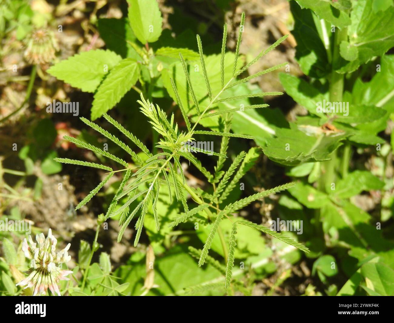 Illinois bundleflower (Desmanthus illinoensis Stock Photo - Alamy
