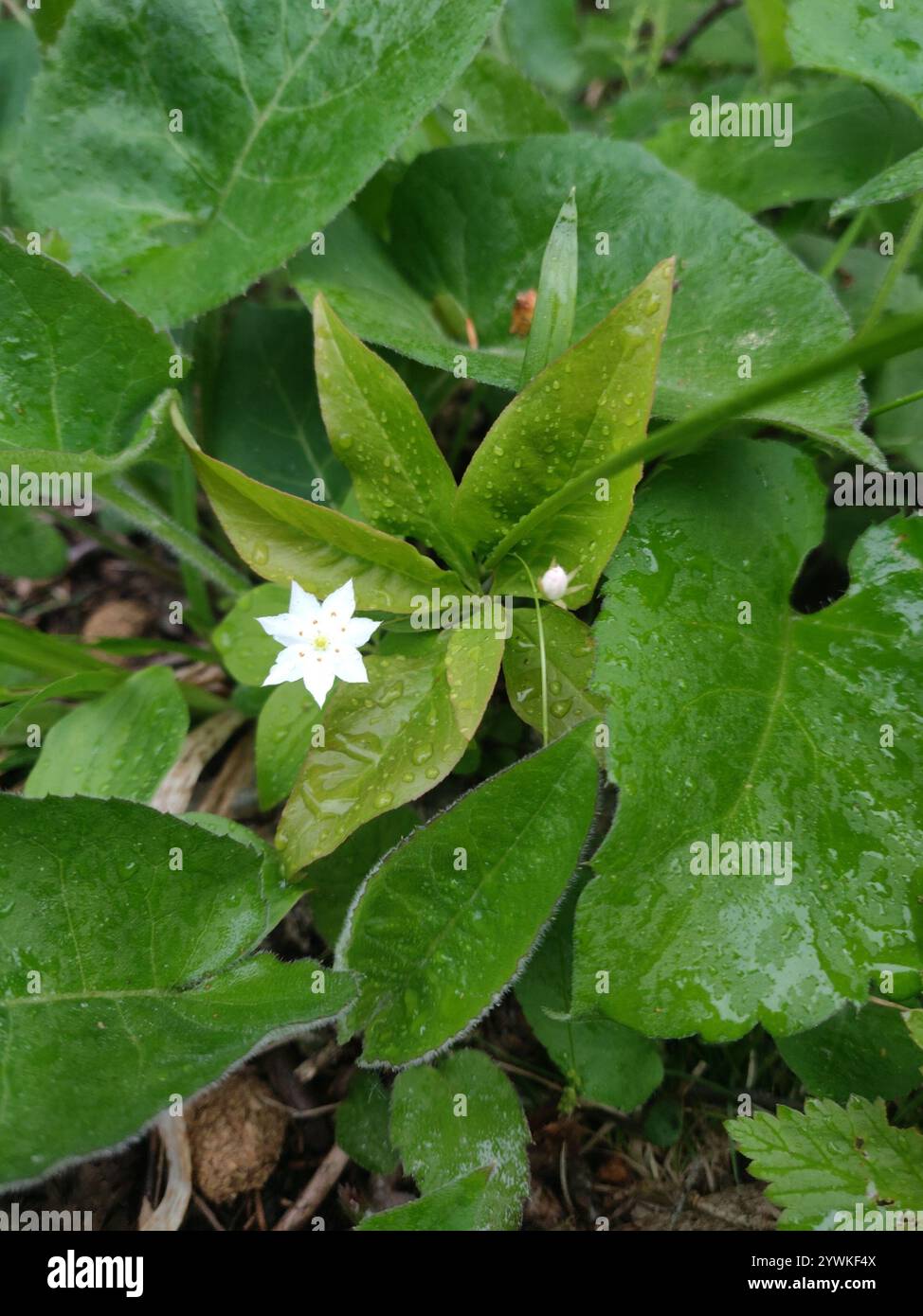 northern starflower (Lysimachia borealis Stock Photo - Alamy