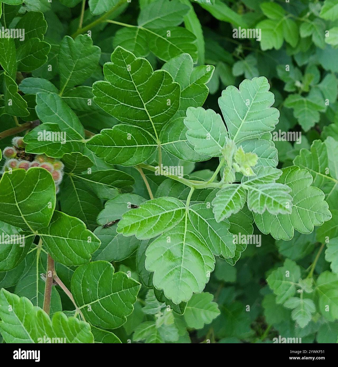 fragrant sumac (Rhus aromatica Stock Photo - Alamy