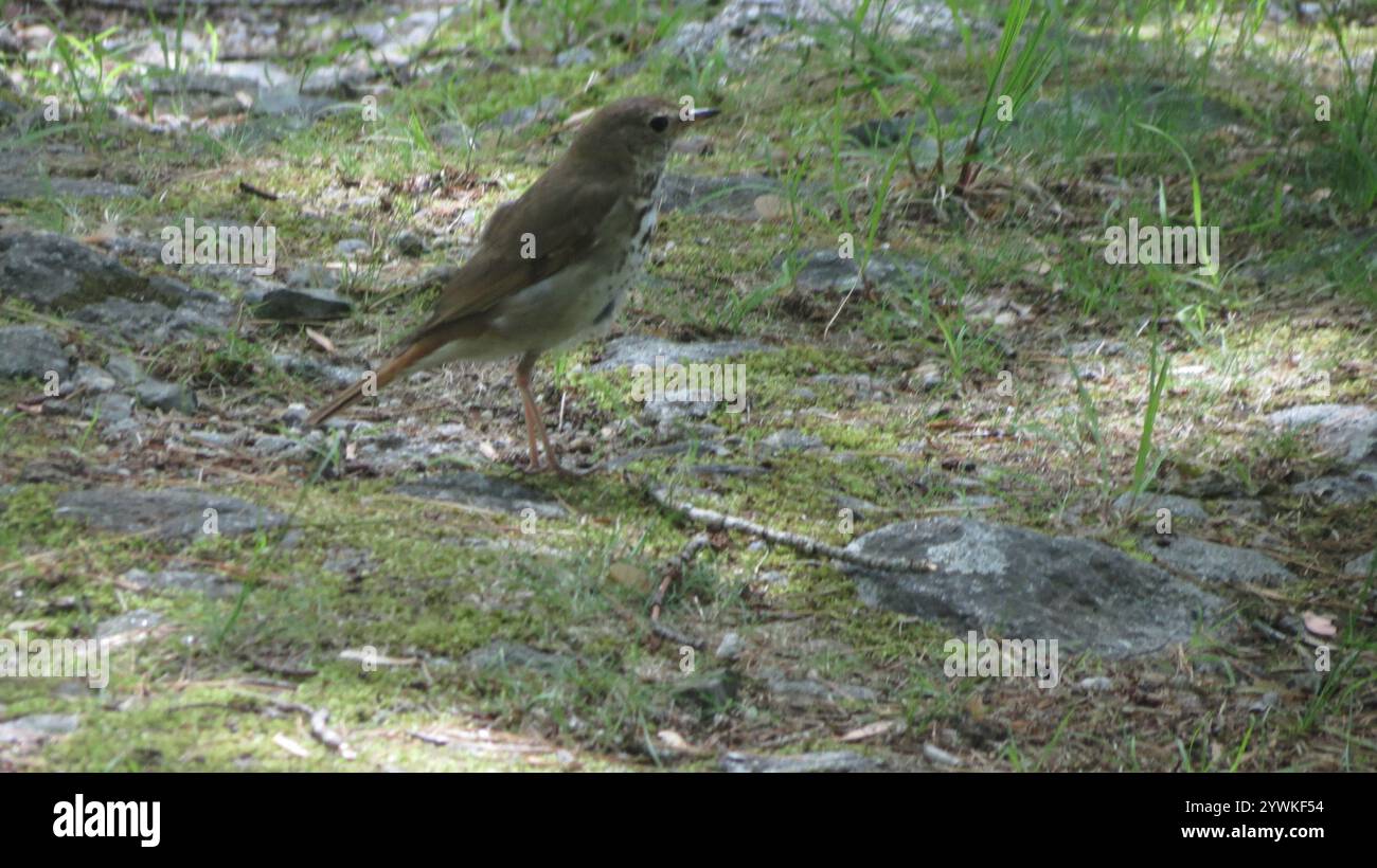 Hermit Thrush (Catharus guttatus Stock Photo - Alamy
