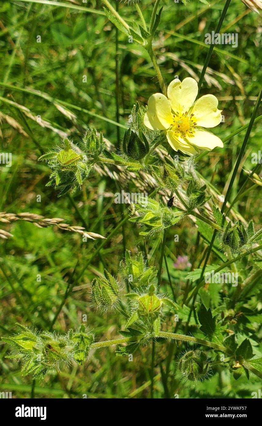 sulphur cinquefoil (Potentilla recta Stock Photo - Alamy