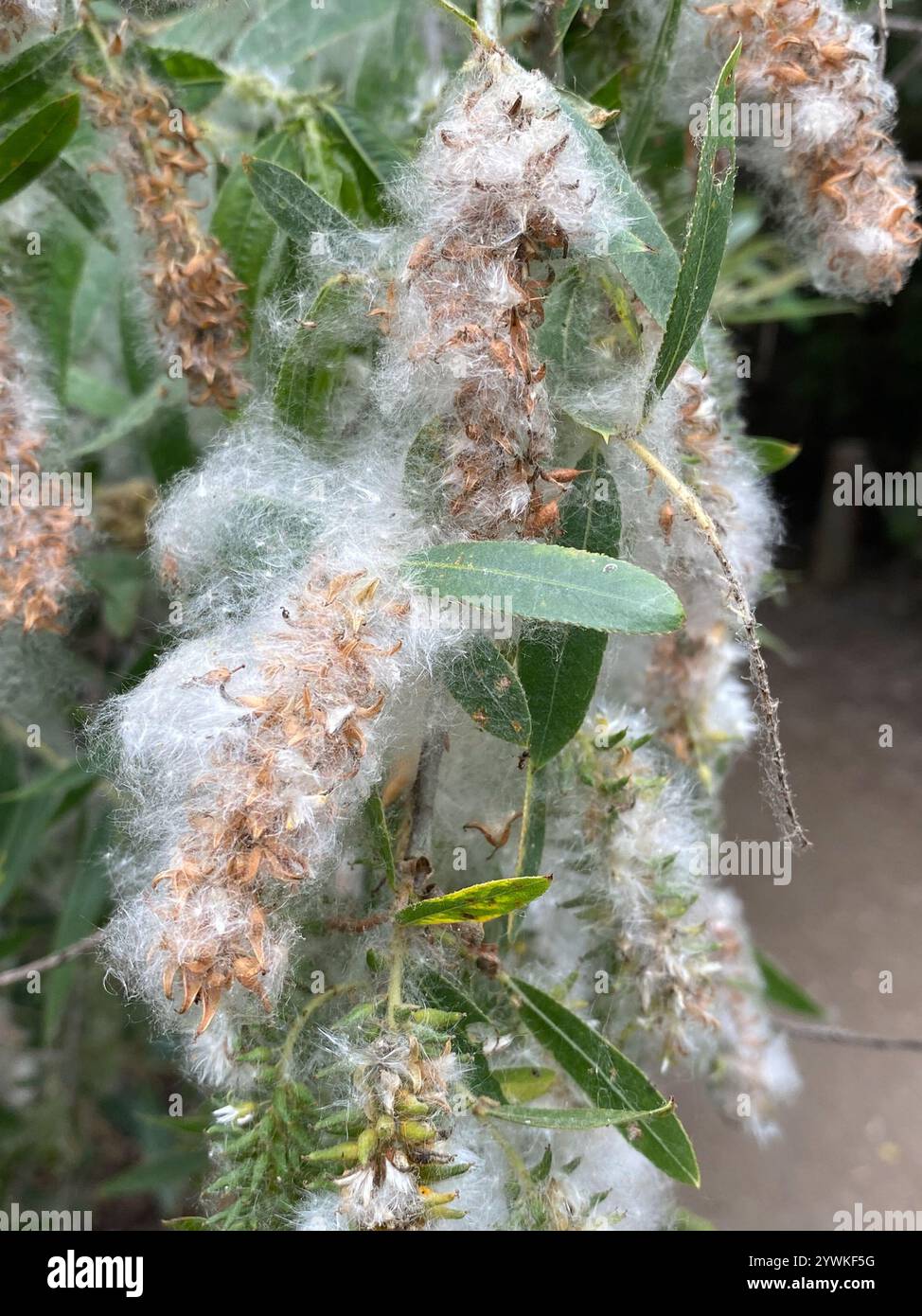 Goodding's willow (Salix gooddingii Stock Photo - Alamy