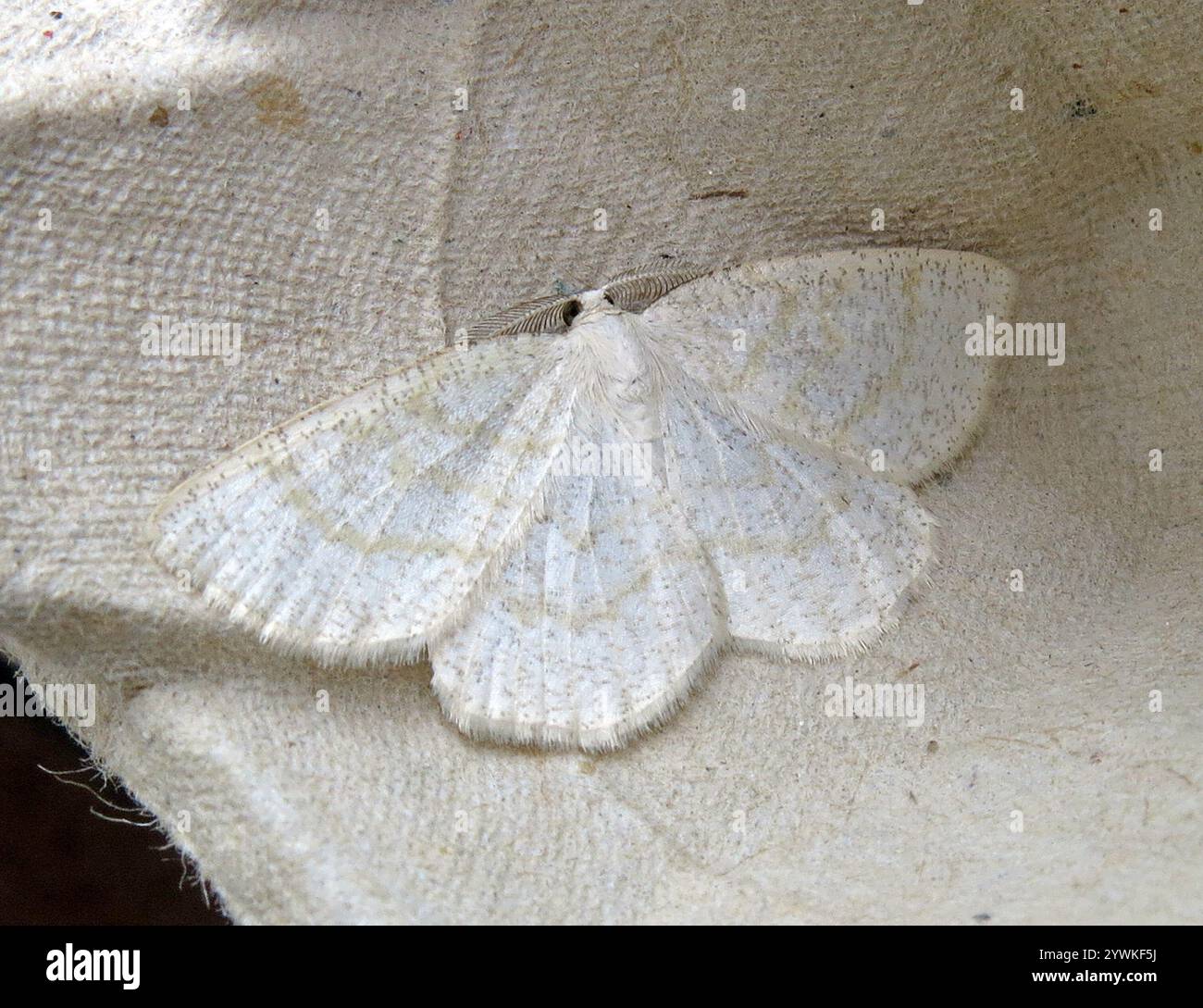 Northern Wave Moth (Cabera exanthemata Stock Photo - Alamy